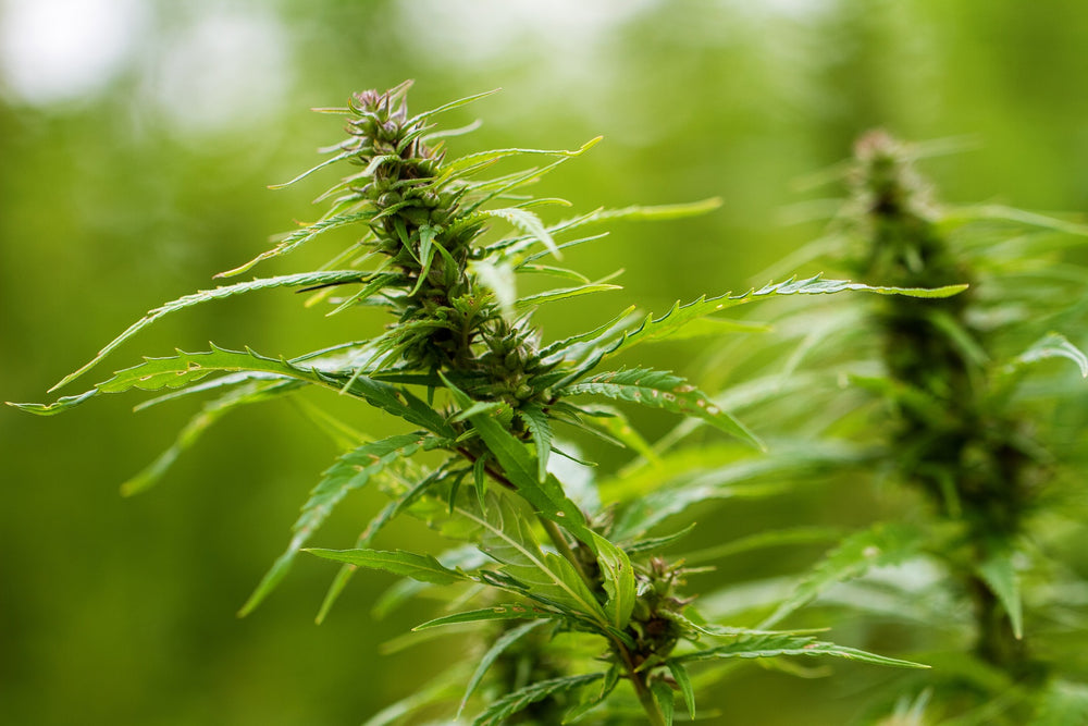 Cannabis Genetics – What Are They and Why Does It Matter?